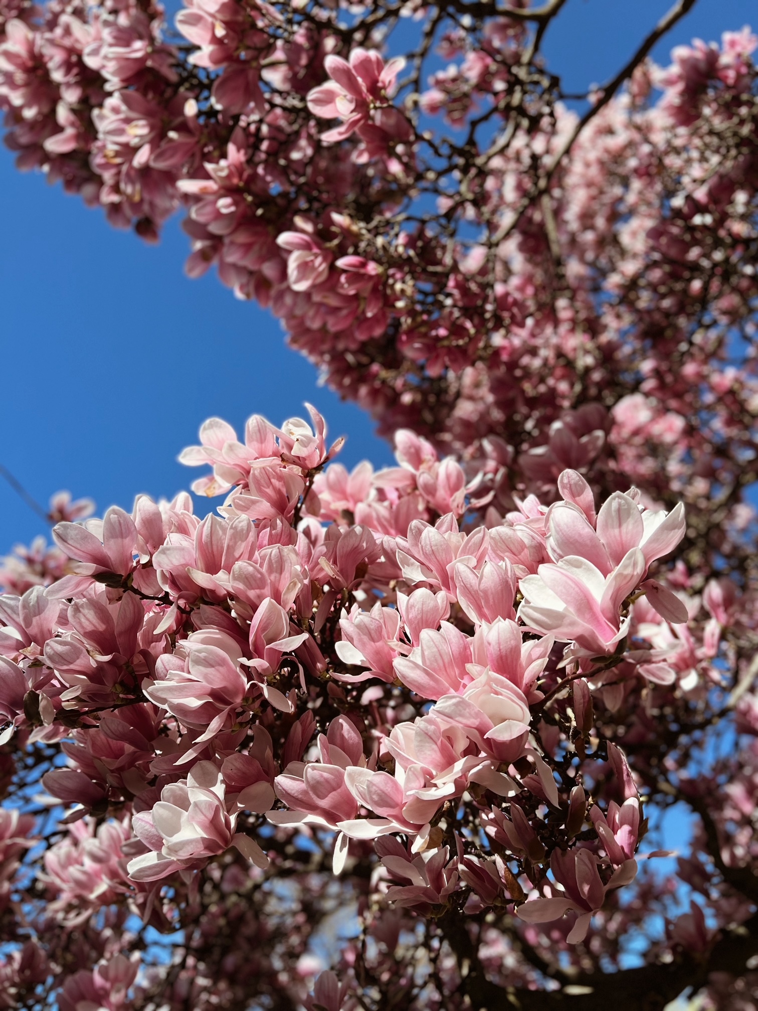 The 411 in the 616: Hello Warm Weather - The GR Guide